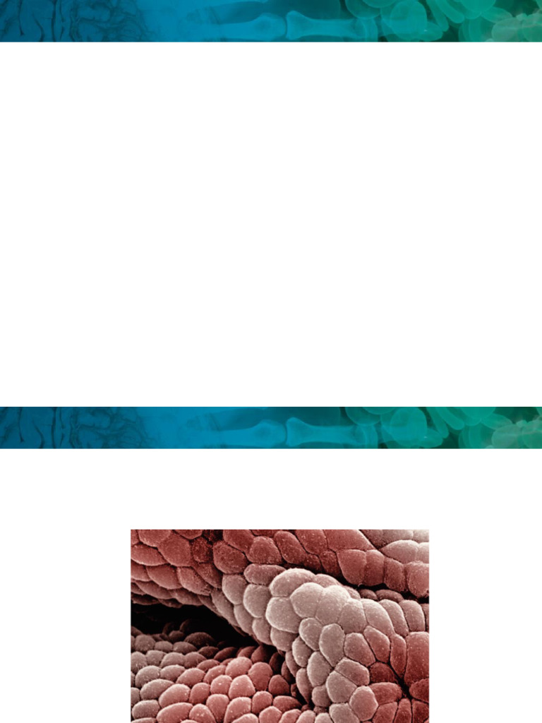 Ppt Excretion Pdf Kidney Organ Anatomy