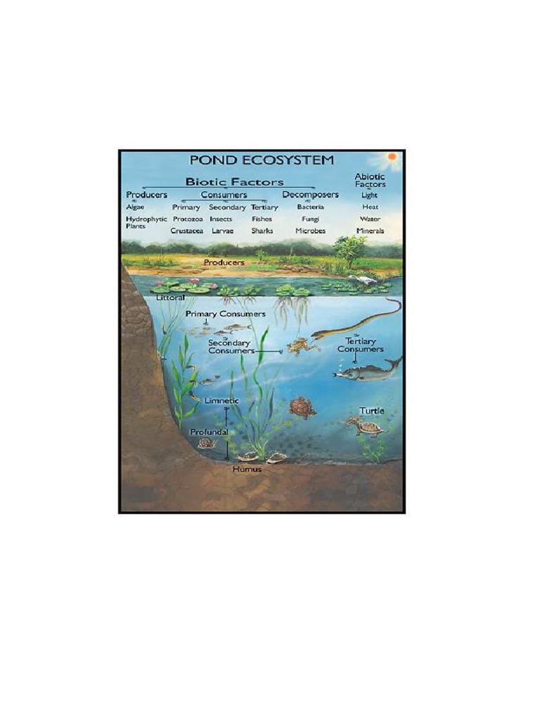 Understanding Pond Ecosystems | PDF