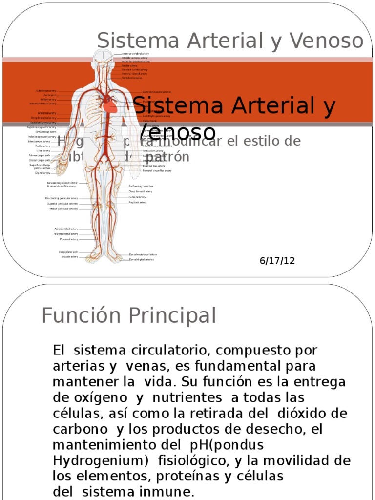 Sistema Arterial y Venoso Importante | Sistema circulatorio | Artería