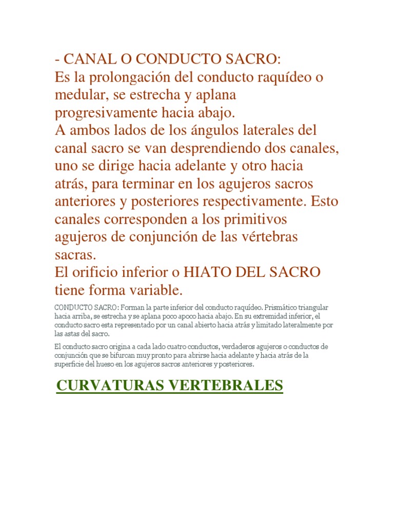 Canal o Conducto Sacro | PDF | Vértebra | La columna vertebral
