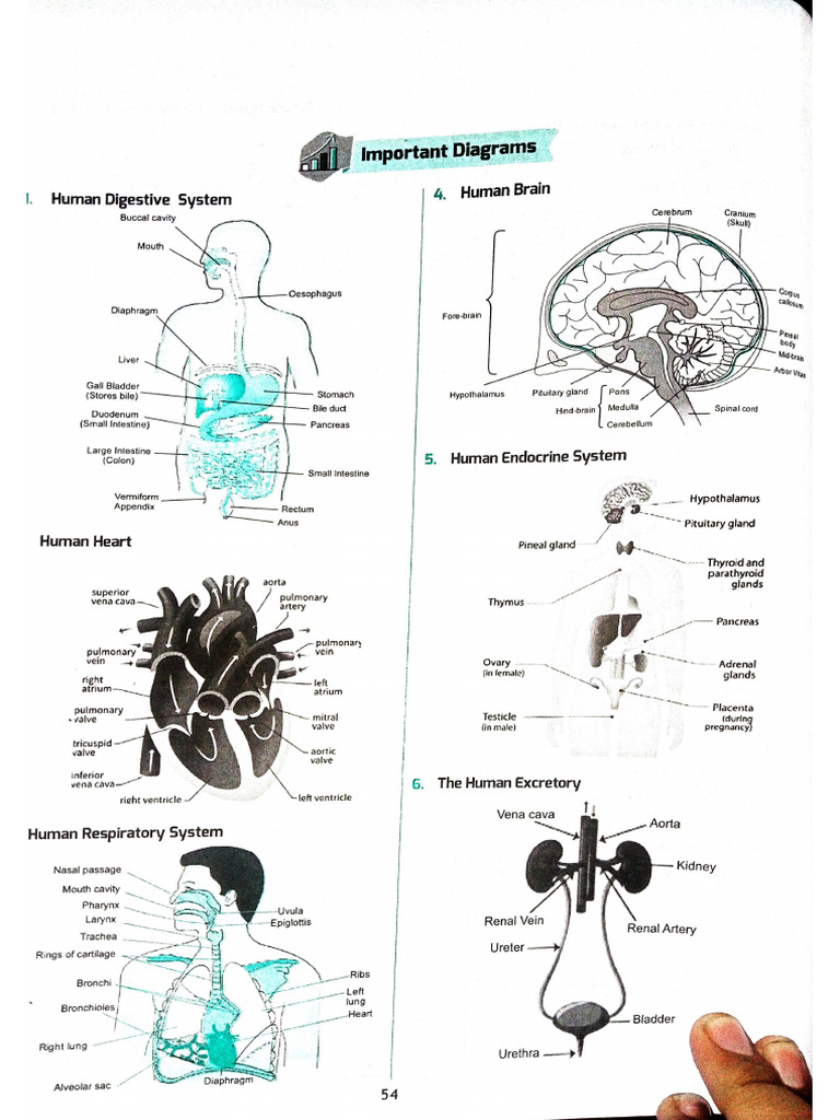 Science Important Diagrams | PDF