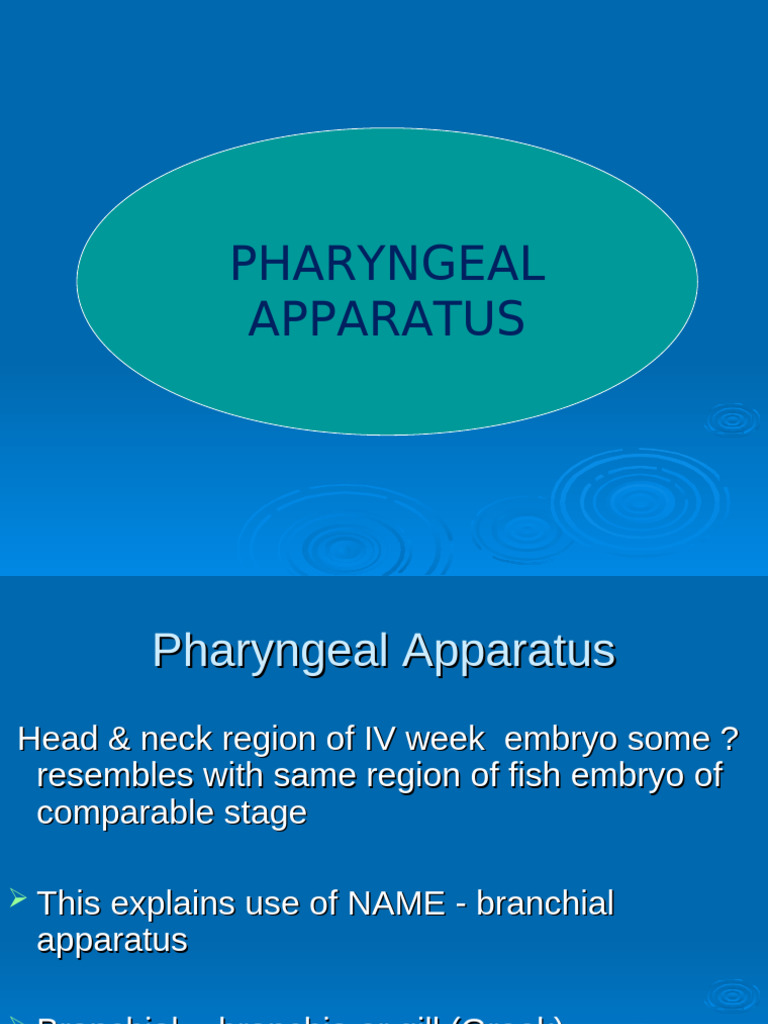 Branchial Apparatus | PDF | Human Anatomy | Human Head And Neck