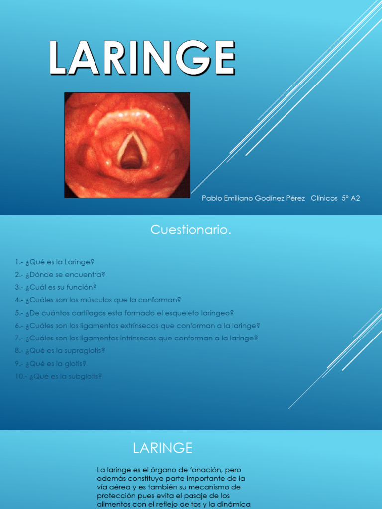 Laringe 5A2 | PDF | Laringe | Anatomía humana