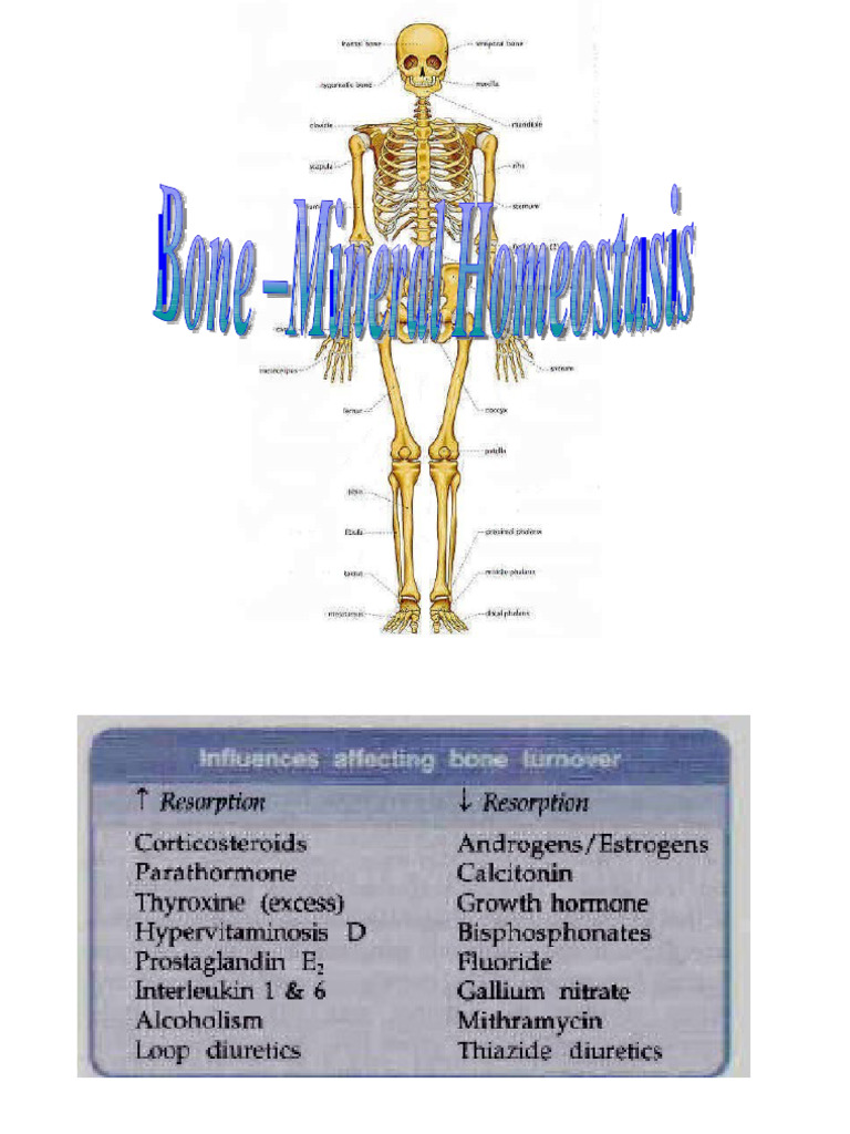 Bone Mineral Homeostasis ABN 18 | PDF | Bone | Endocrine System