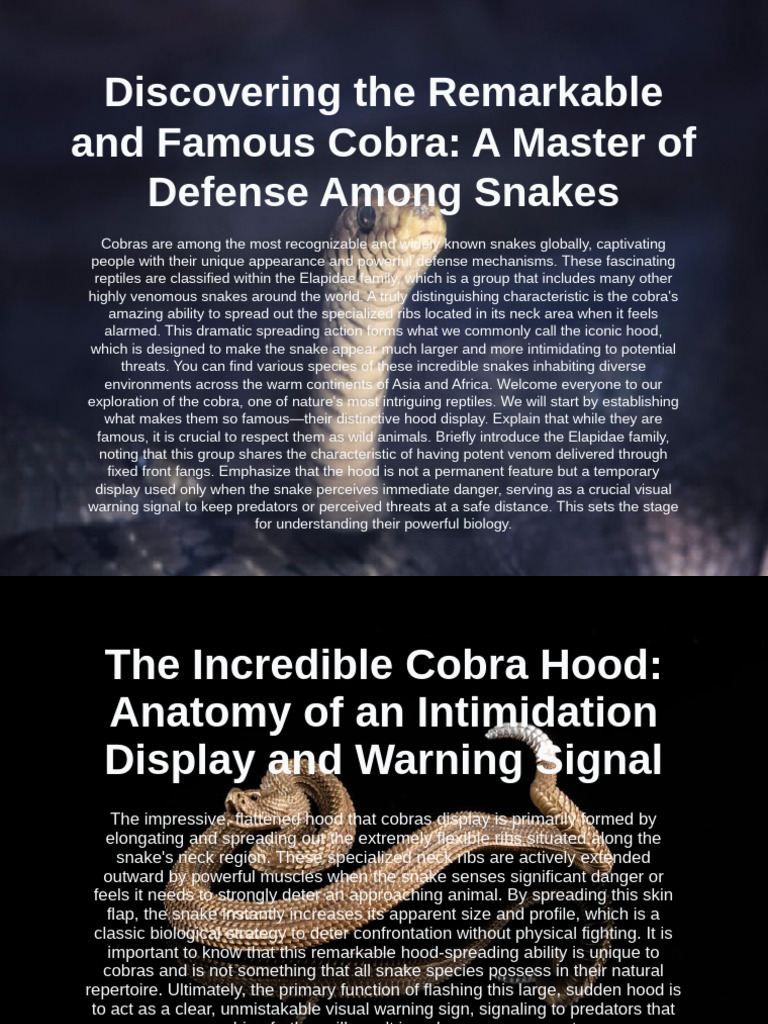 Understanding Cobras: Defense and Myths | PDF | Venom | Snake
