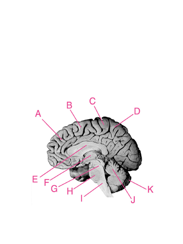 Stroke Anatomy: Motor Cortex Lesion | PDF | Cerebellum | Thalamus