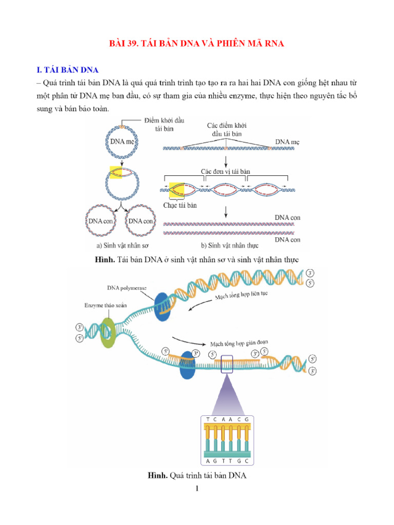 Khtn 9 - Sinh Học - Bài 39. Tái Bản Dna Và Phiên Mã Rna - Gv. | PDF