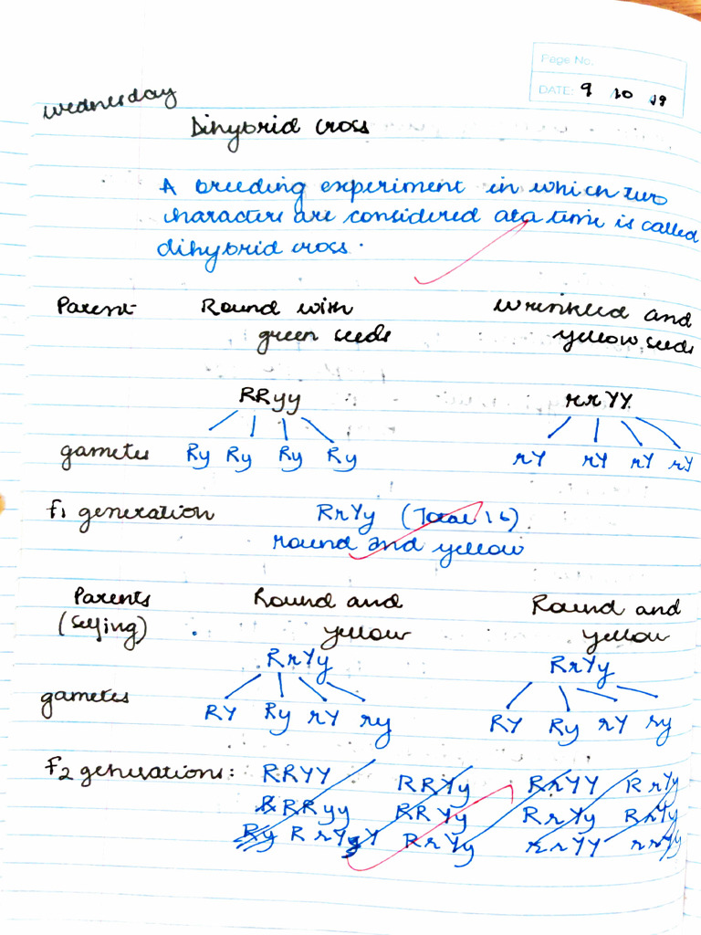 Dihybrid Cross Merged | PDF