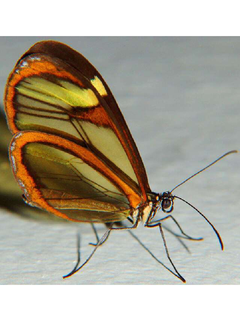 Borboleta Transparente REFON | PDF