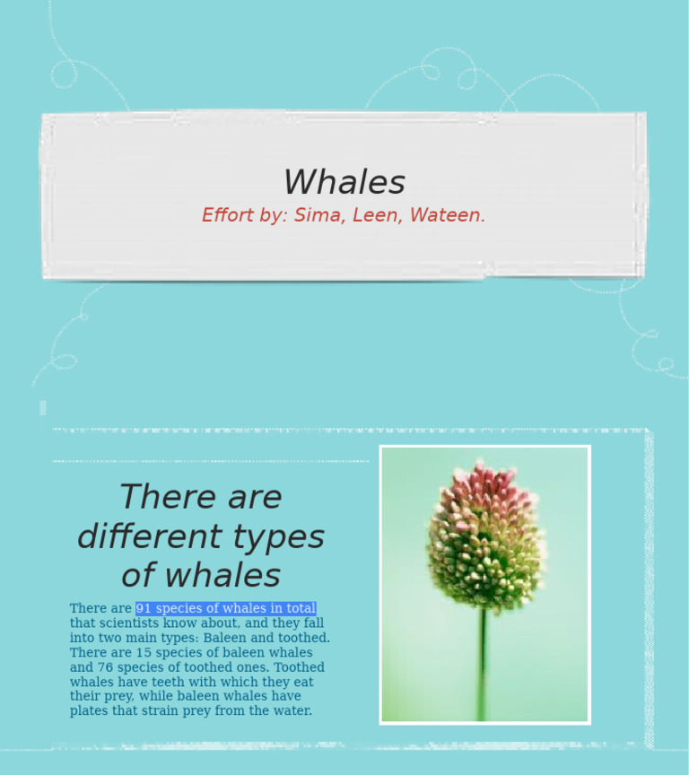 Types of Whales: Baleen vs. Toothed | PDF