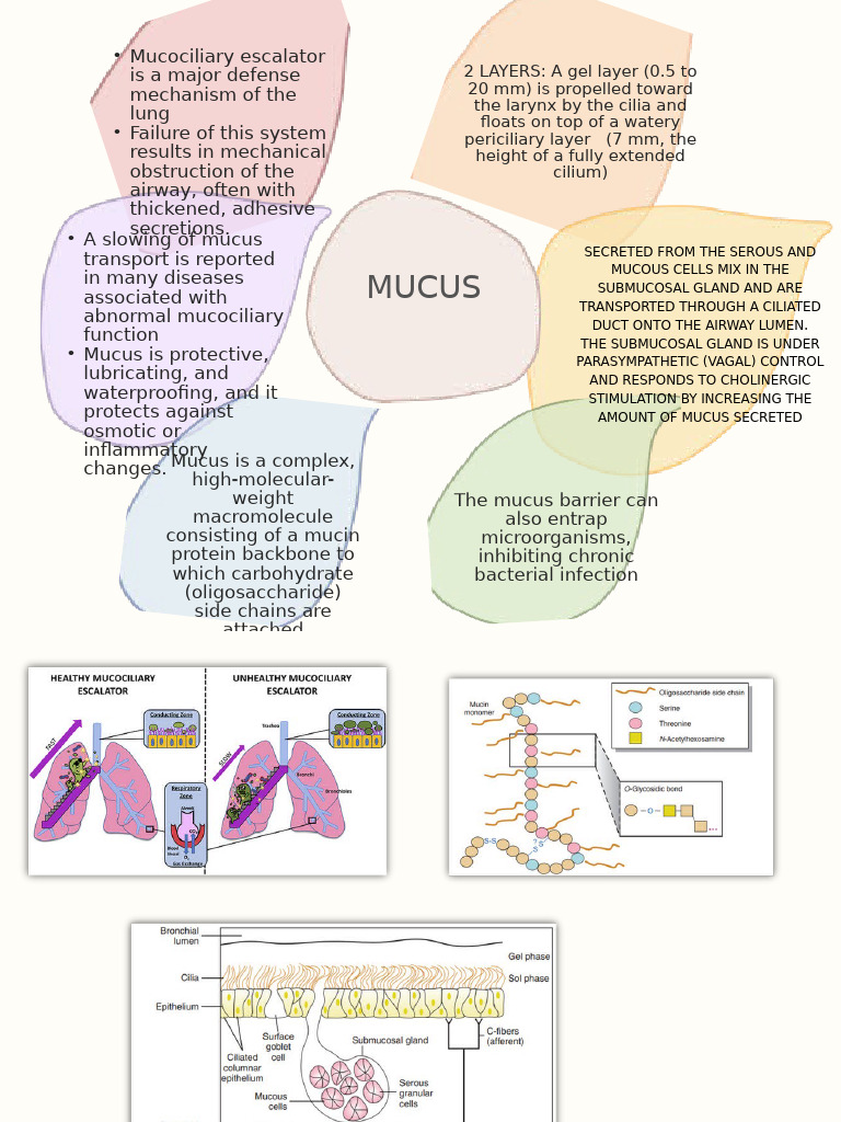 Mucus Function and Treatment Options | PDF | Mucus | Respiratory Diseases