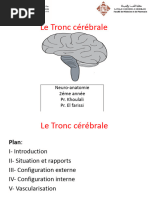Morphologie du Tronc Cérébral | PDF | Tronc cérébral | Système nerveux ...