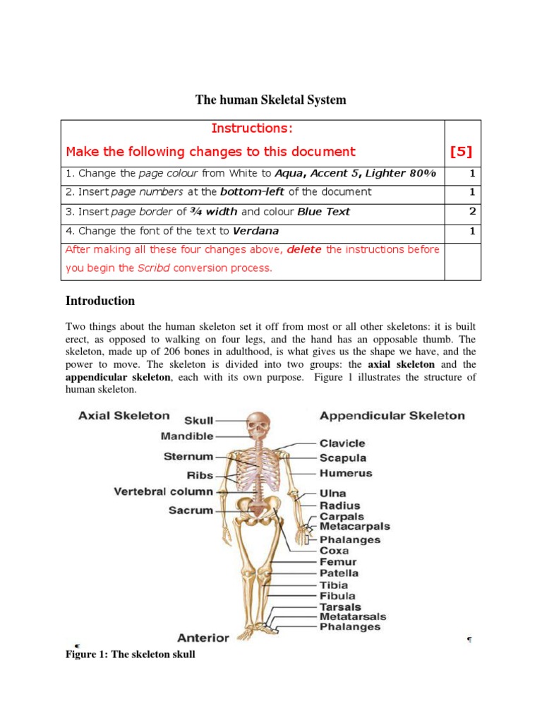 The Human Skeletal System | PDF