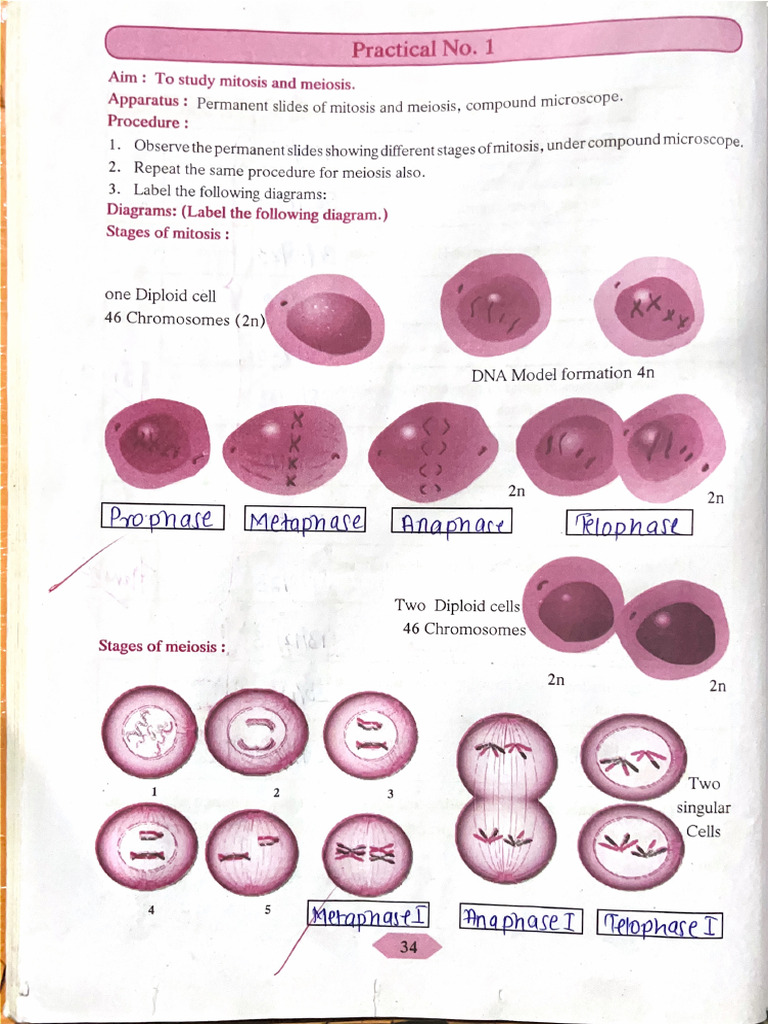 Science 2 Practical | PDF