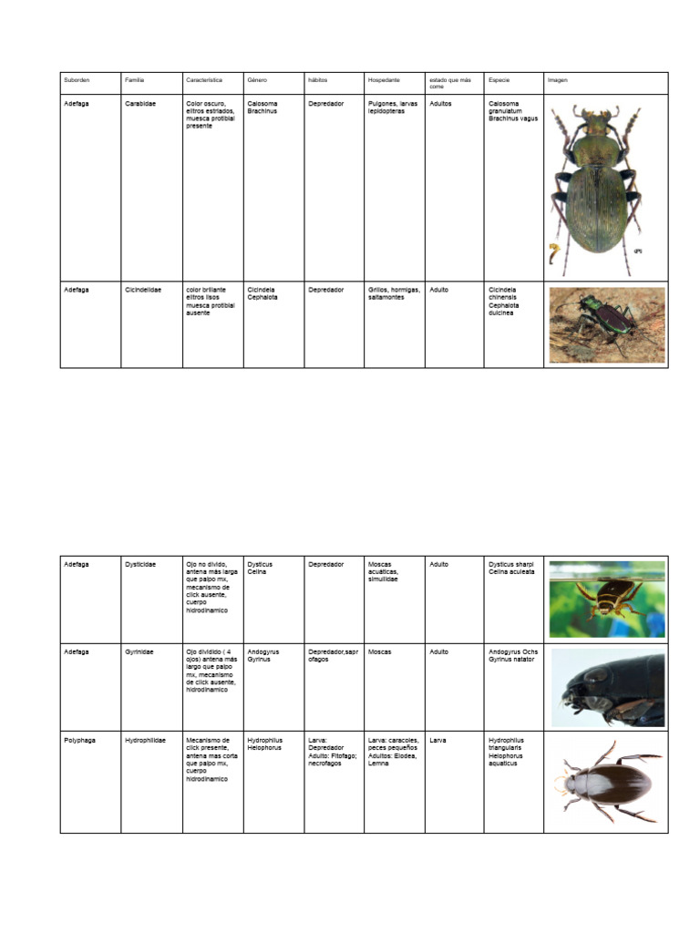 Coleoptera | PDF | Mosca | Insectos