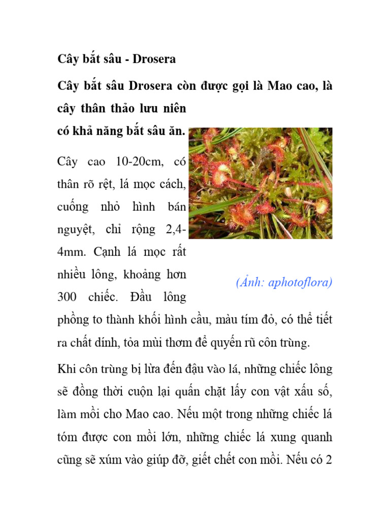Cây Bắt Sâu - Drosera | PDF