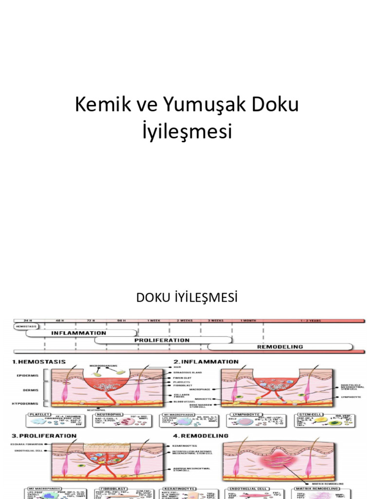 3. hft. kemik ve yumusak doku iyileşmesi | PDF