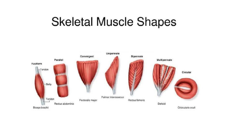 Muscle Shapes | PDF