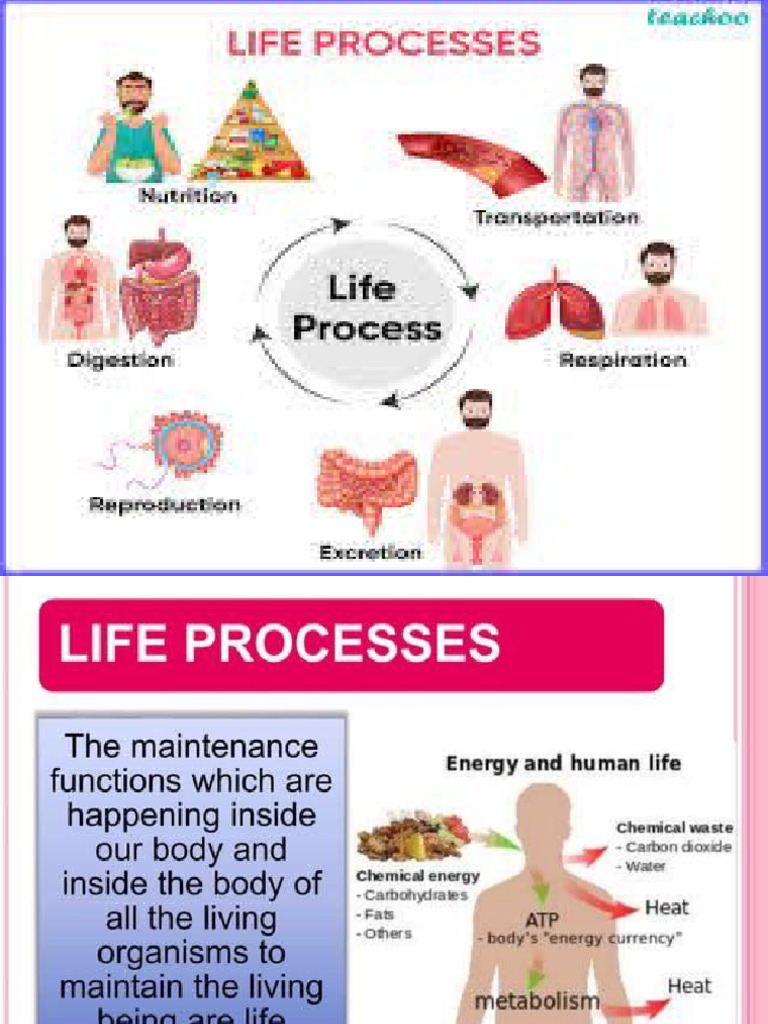 Life Process | PDF