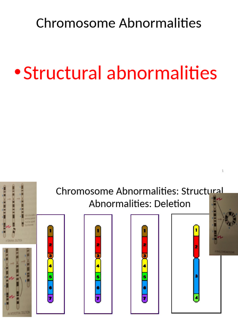 BBMS2003 L2 Structural Abnormalitiesl Animation | PDF | Cell Nucleus ...