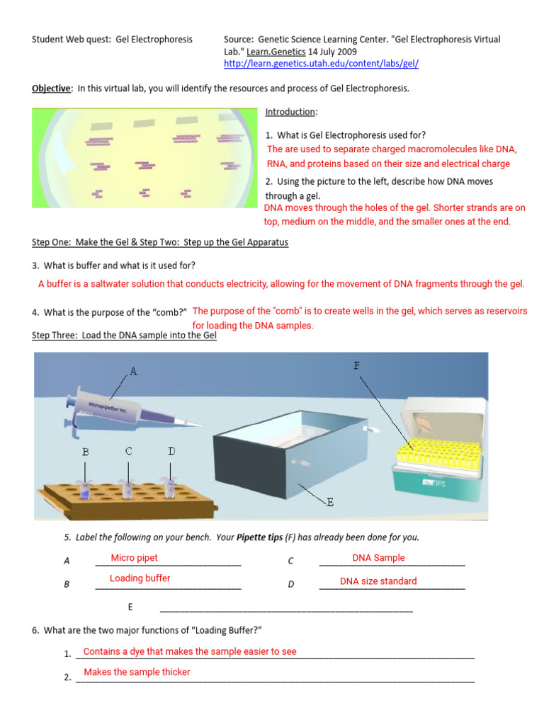 Gel Electrophoresis Lab Sheet | PDF | Gel Electrophoresis | Agarose Gel ...