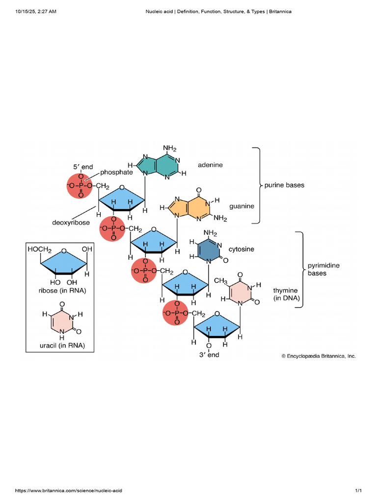 Nucleic Acid _ Definition, Function, Structure, & Types _ Britannica | PDF
