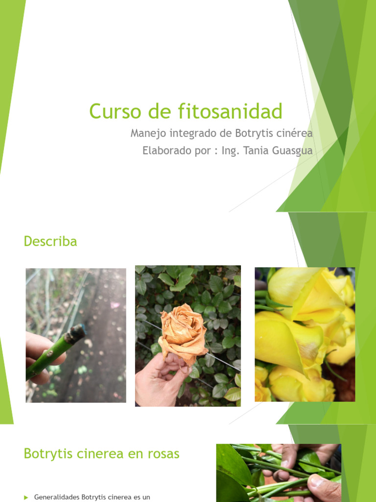 Manejo e botrytis cinerea - copia | PDF | Biología