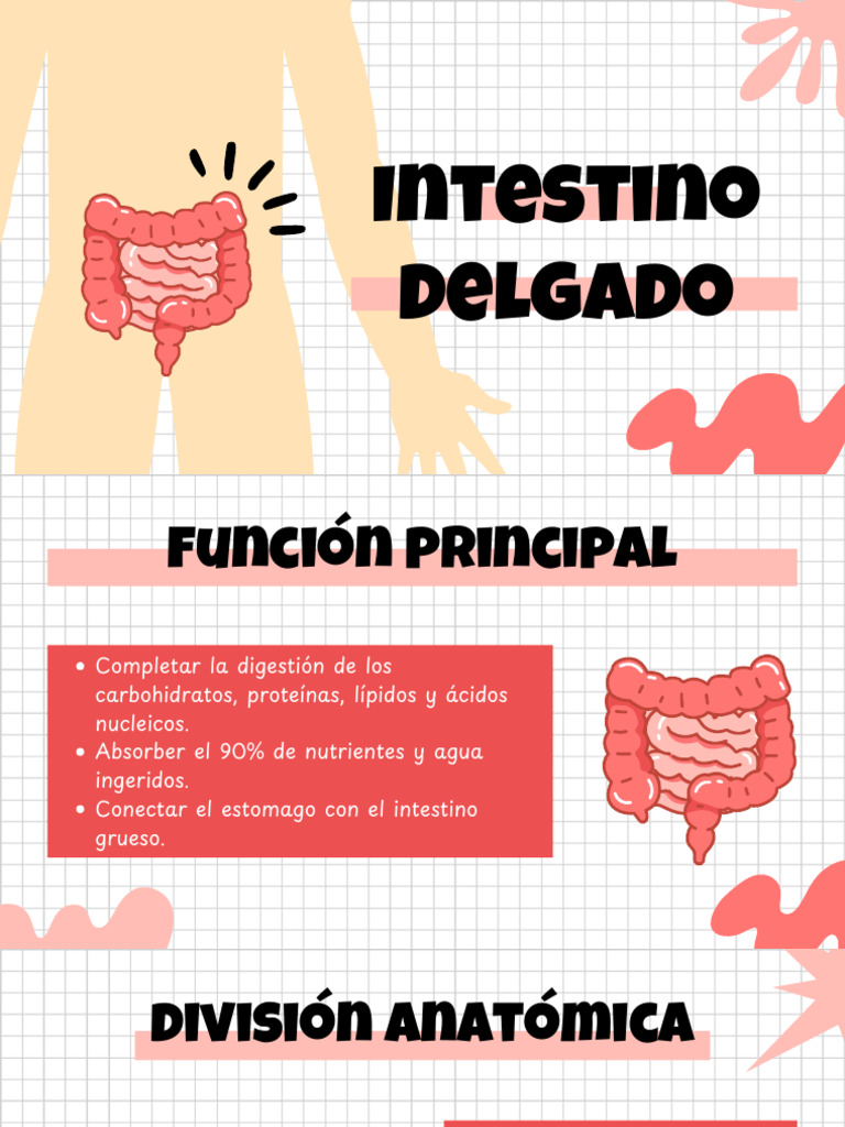 Funciones y Estructura del Intestino Delgado | PDF | Tracto ...