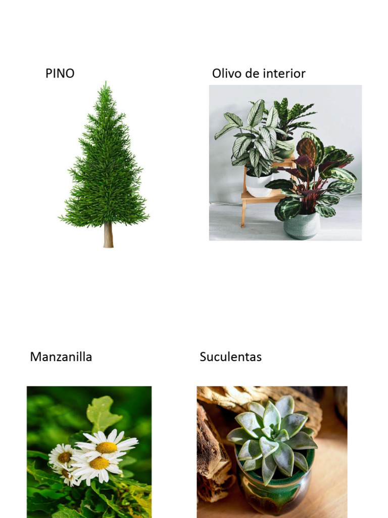 imágenes plantas | PDF