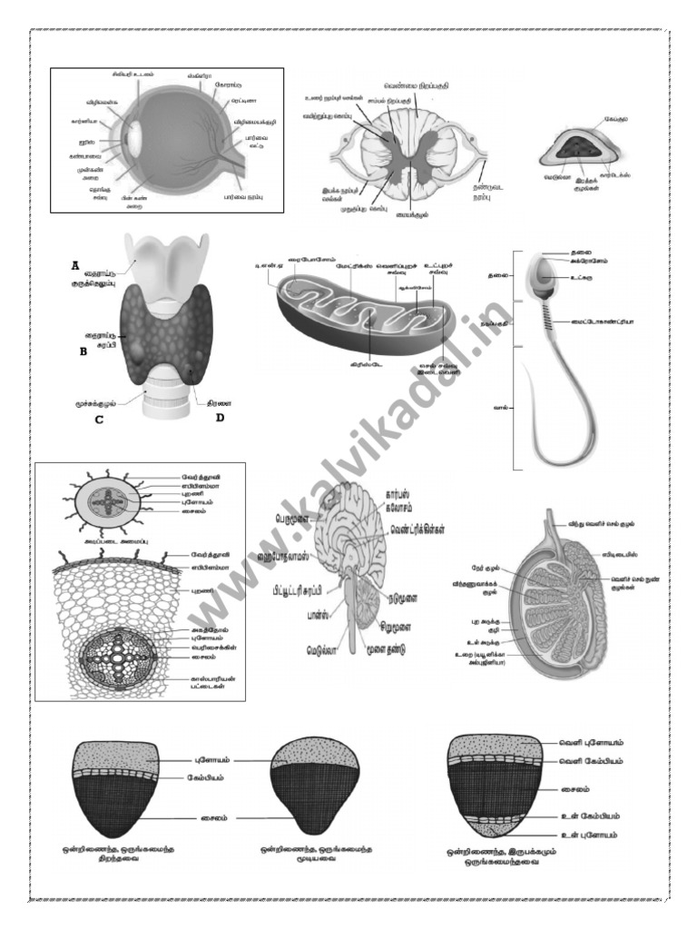 10th Science Meterial -TM | PDF