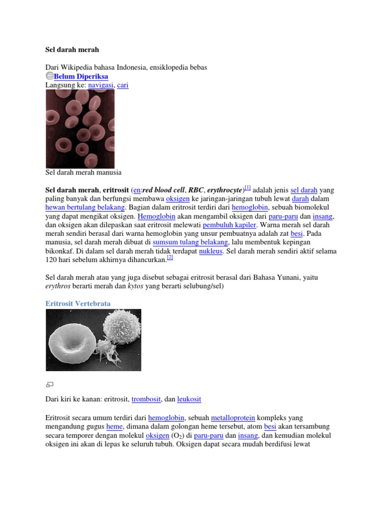 Sel Darah Merah | PDF