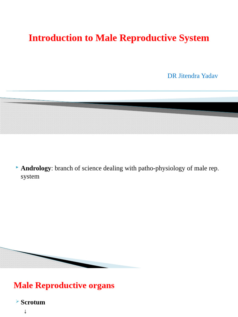 Introduction To Male Reproductive System | PDF | Testicle | Male Mammals