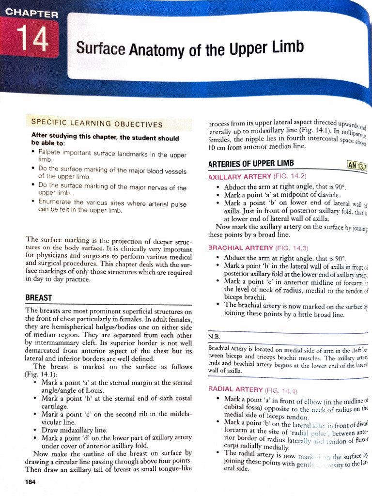 Anatomy Surface Marking | PDF