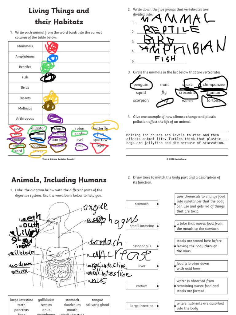 Year 4 Science Revision Guide | PDF | Tooth | Foods
