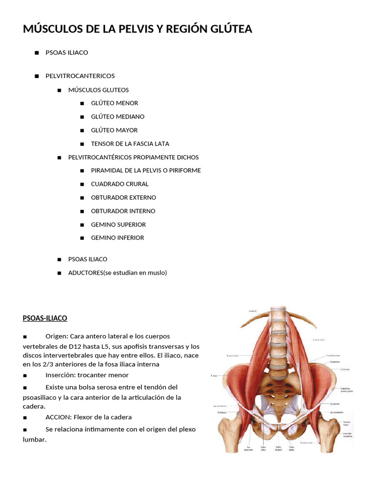 Clase 4 - Músculos de Pelvis y Región Glutea-Músculos de Muslo-Cto ...