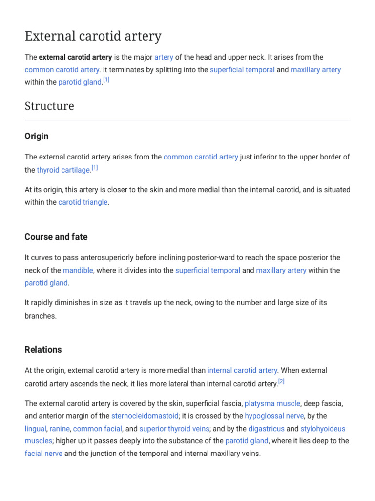 External Carotid Artery - Wikipedia | PDF | Common Carotid Artery ...