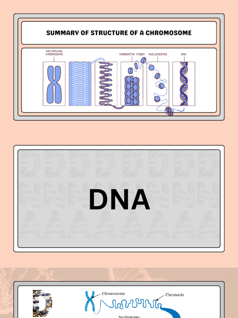 Dna Replication An Introduction Pdf