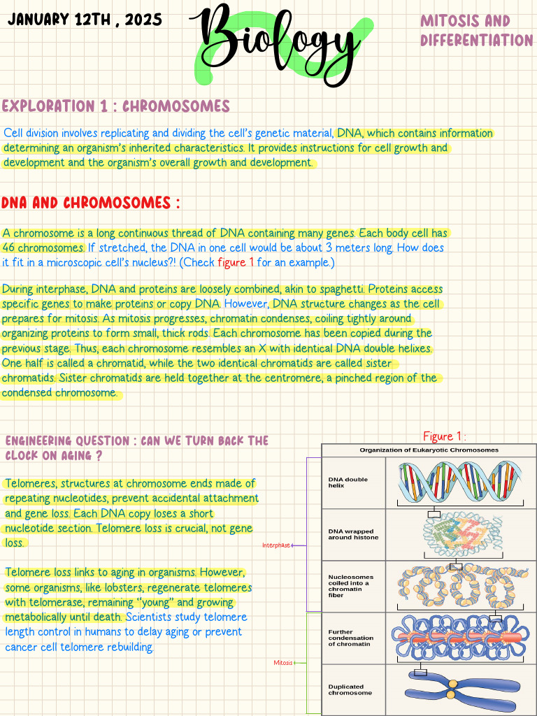 Mitosis and differentiation | PDF