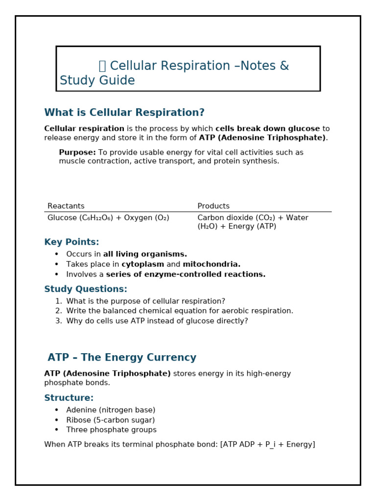 Cellular Respiration Study Guide | PDF | Cellular Respiration ...