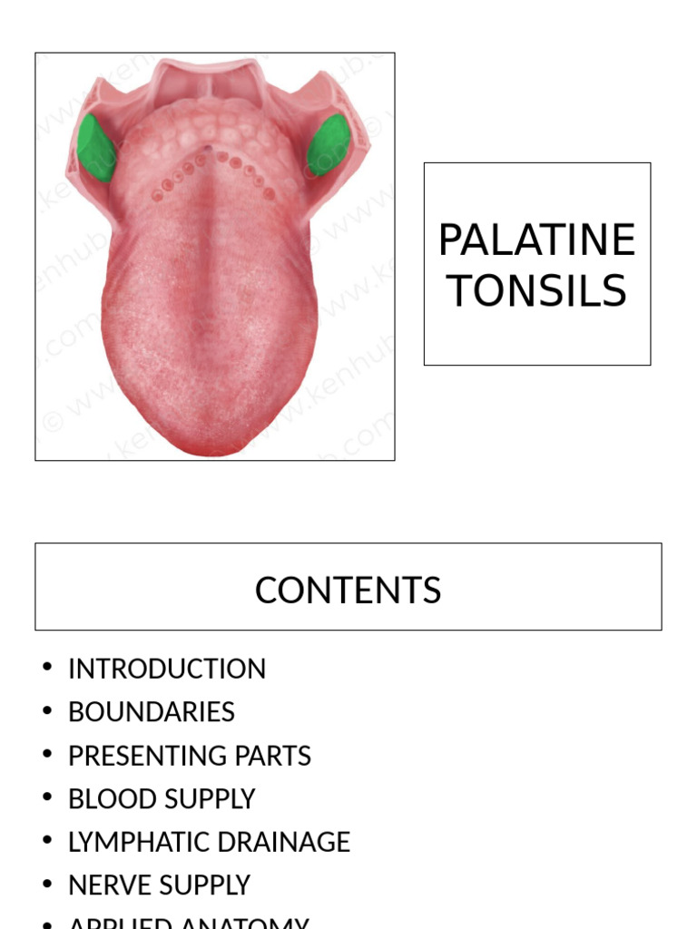Palatine Tonsils | PDF | Tongue | Angiology