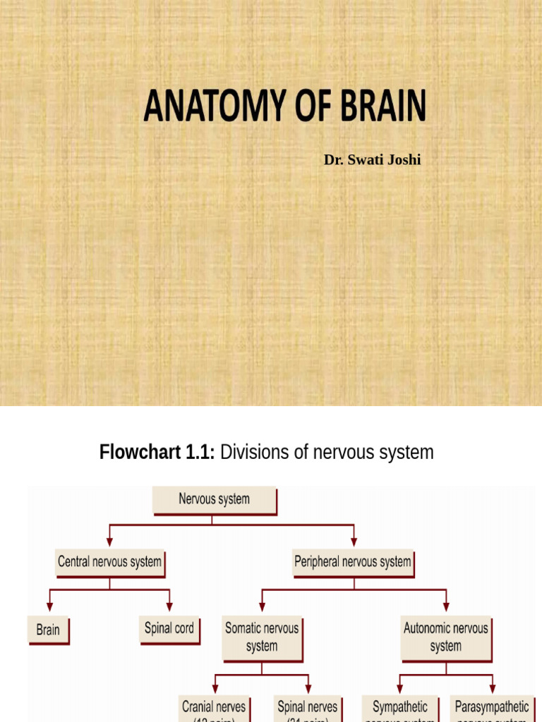 2.anatomy of Brain | PDF