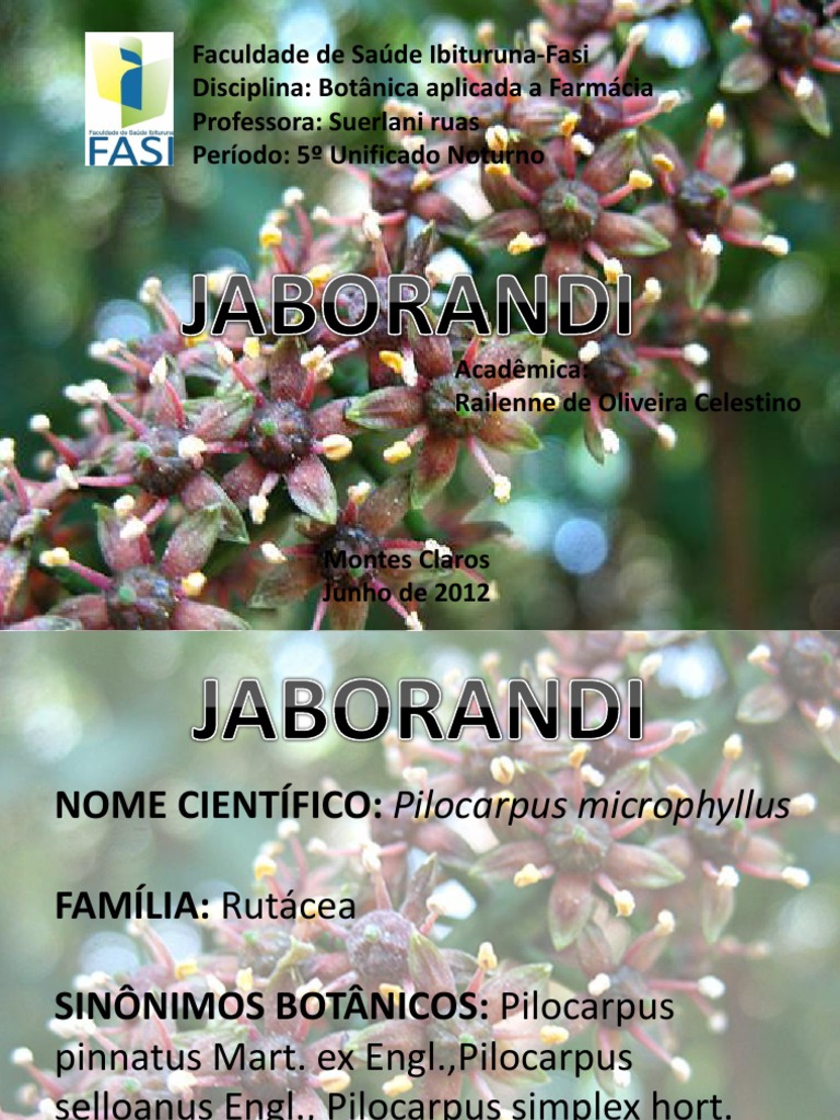 JABORANDI | PDF | Folha | Plantas