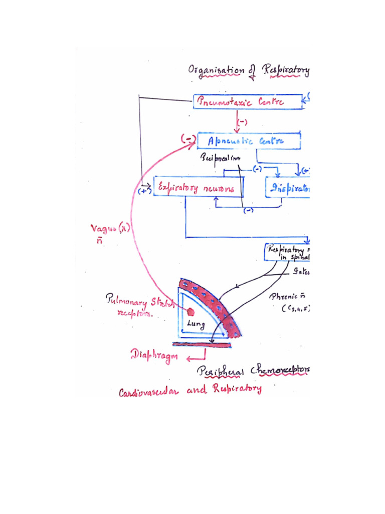 Control Mechanisms of Respiration | PDF | Exhalation | Respiratory System