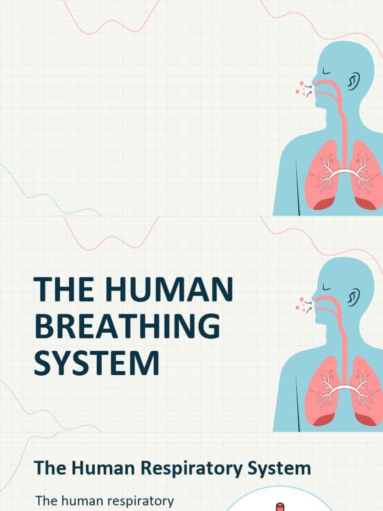 Lungs and Respiratory System | PDF | Respiratory System | Breathing