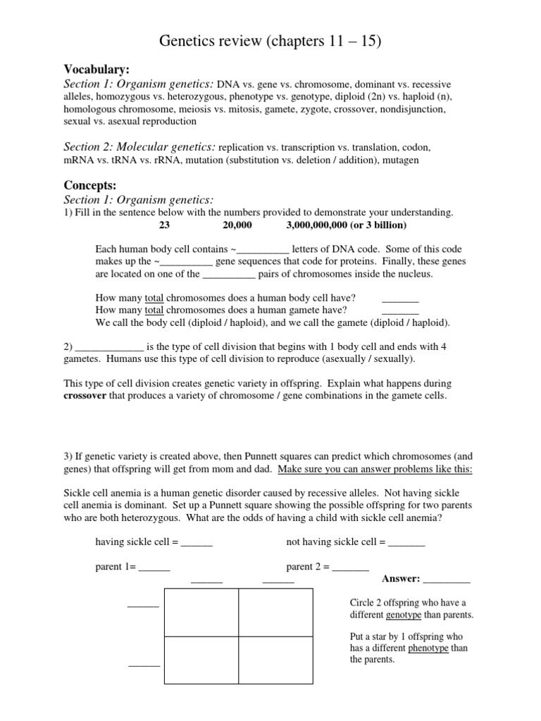 Genetics Review | PDF | Translation (Biology) | Rna
