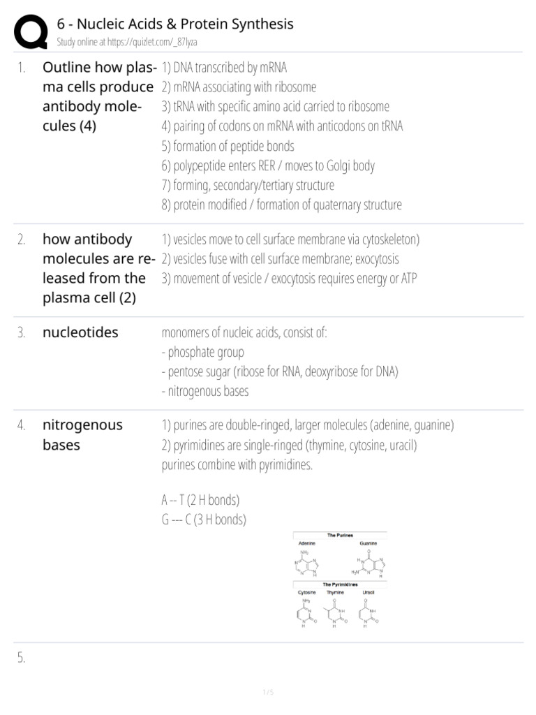 Nucleic Acids and Protein Synthesis | PDF | Translation (Biology) | Dna
