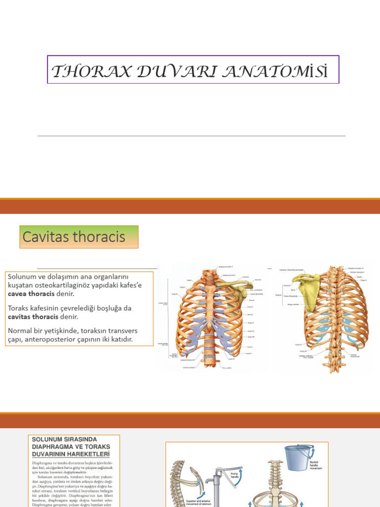 Thorax Duvari | PDF