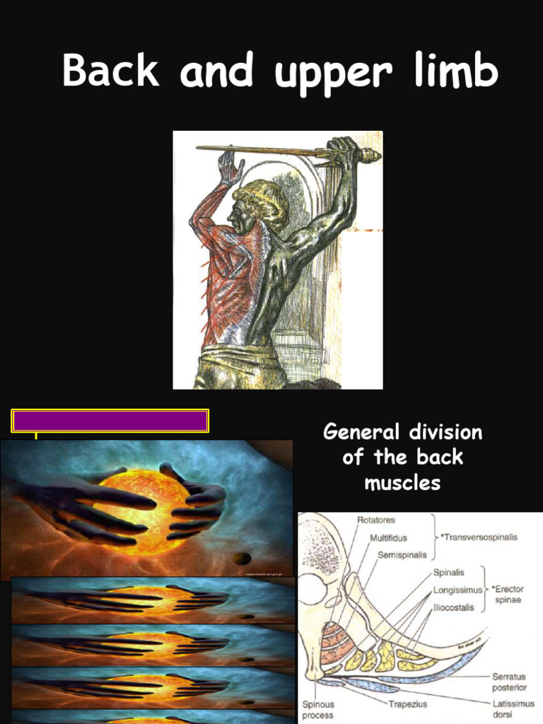 Muscle of Back | PDF | Shoulder | Arm