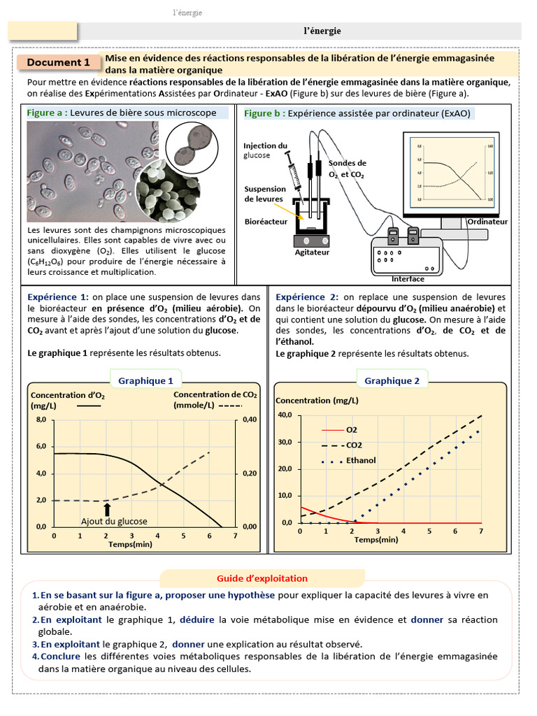 Énergie des levures : Réactions métaboliques | PDF | Levure | Glucose