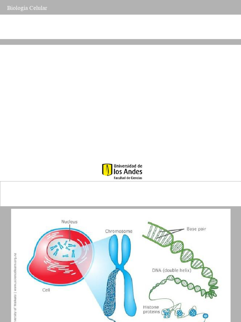 BIOL-CEL-7-Función Del ADN | PDF | Rna | Adn